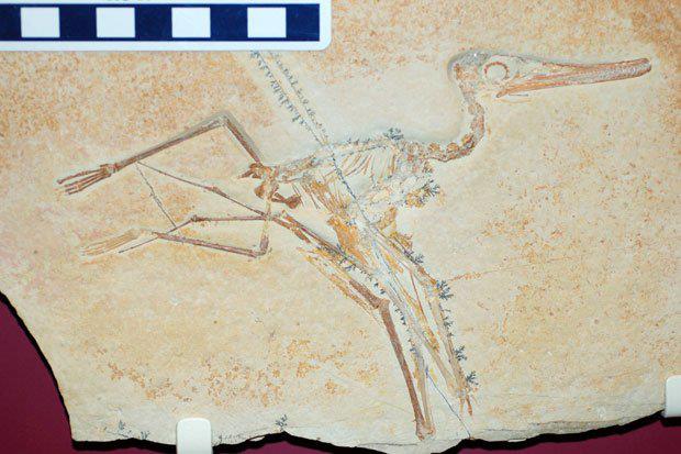 GeoScienze: Ctenochasma elegans (Pterosauro)