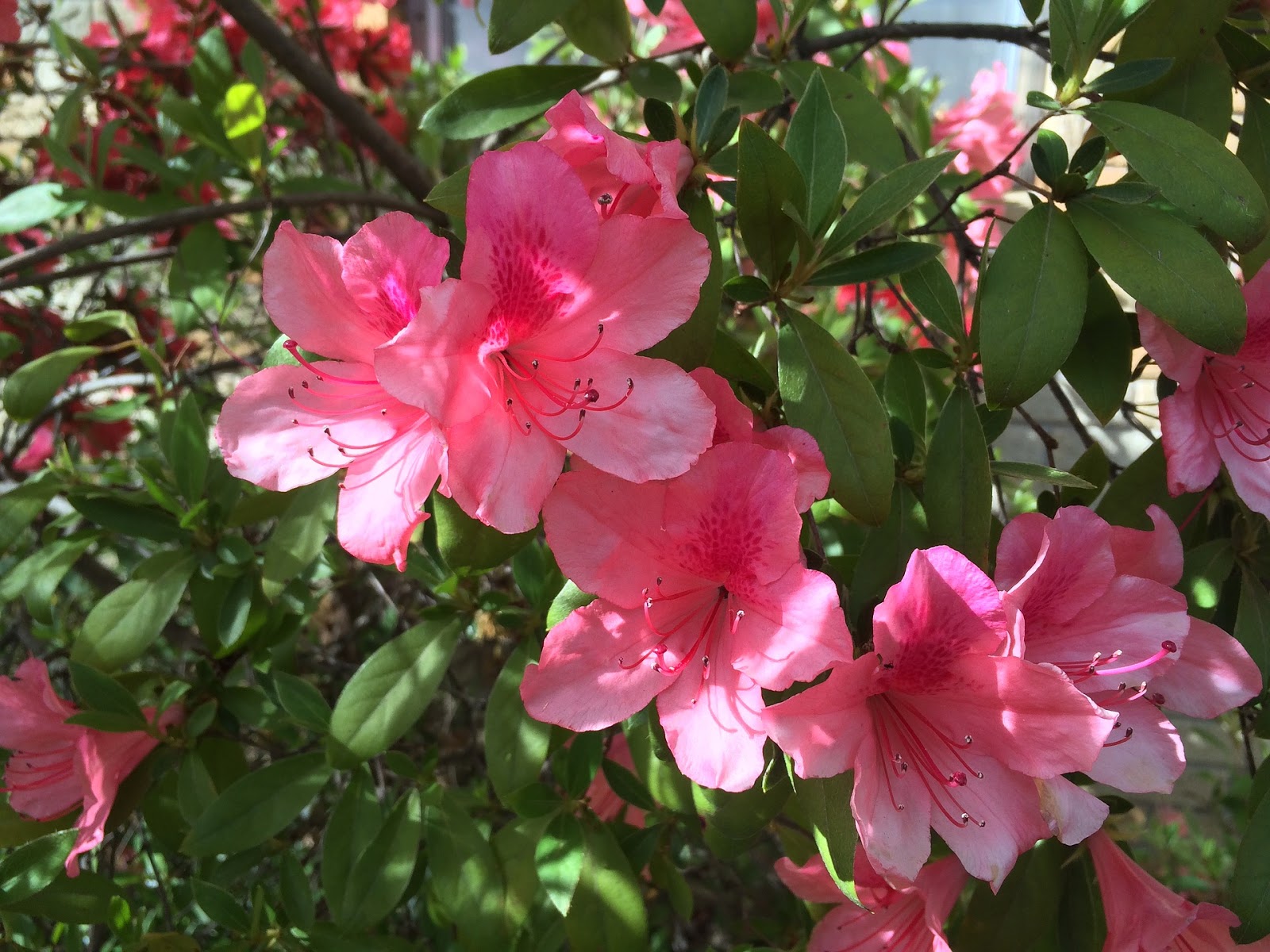 Rhododendron «azalea» - Id Plantae