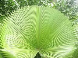 magayon's blogs: Mga Pambansang Sagisag ng Bansang Pilipinas