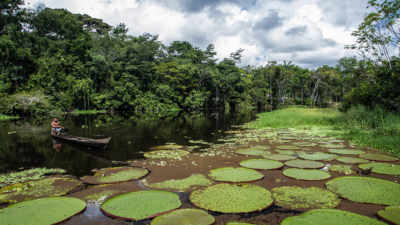 BIOMAS BRASILEIROS - CF 2017 : Conheça um pouco sobre o BIOMA AMAZÔNIA