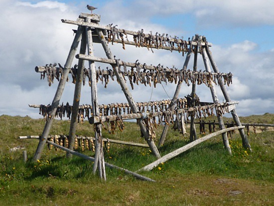 Sowing the Seeds: FOODS OF THE FIRST CENTURY — FISH & FOWL