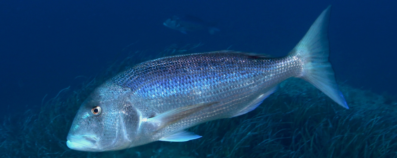 Nature and Knowledge: Le denti (سمك الدنديق)
