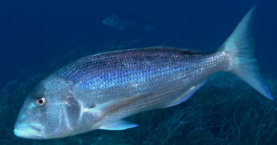 Nature and Knowledge: Le denti (سمك الدنديق)