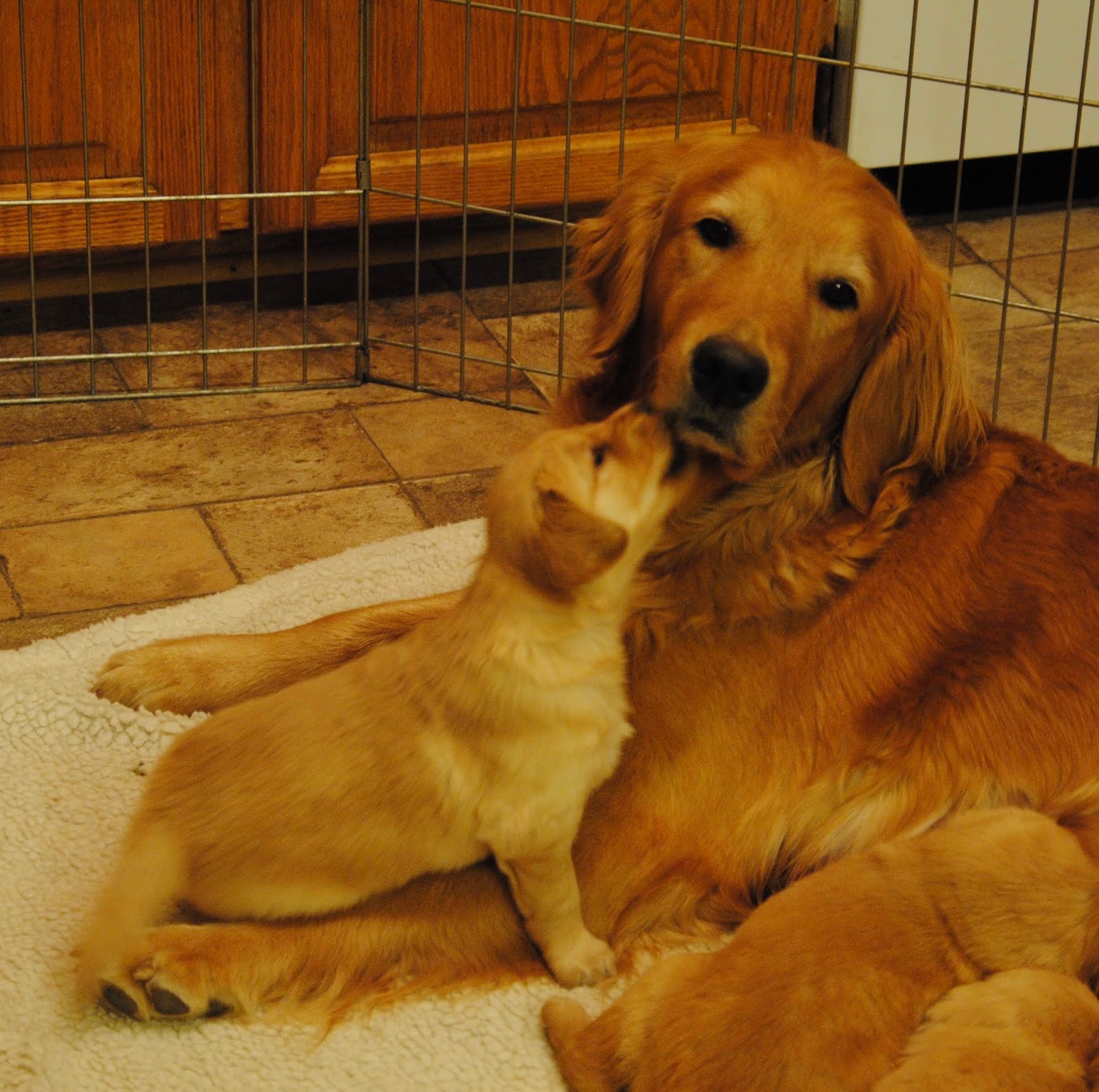 Mary Barrett Tidewater Golden Retrievers