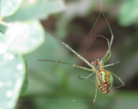 Kenyan Spiders