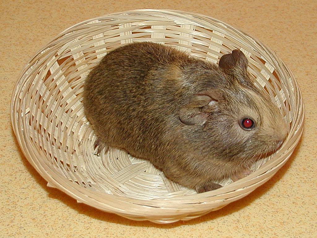 Smalsoft: Máme morče, morčata, mláďata