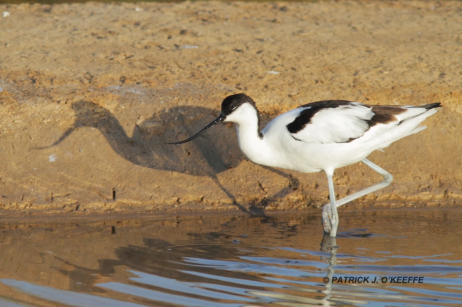 Raw Birds: PIED AVOCET Recurvirostra avosetta Ria Formosa Natural Park ...