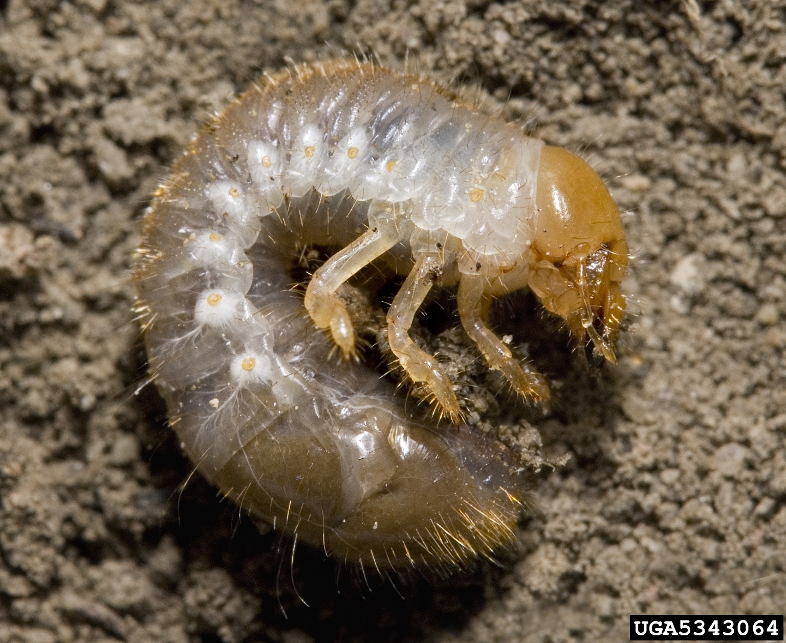 It's a bug's life: Lots of Japanese beetle look-alikes out there