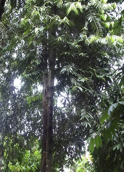 Flora Dan Fauna Dunia: Kayu hitam