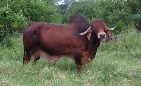 LA RAZA GYR " LO MEJOR": LA RAZA GYR "LO MEJOR"