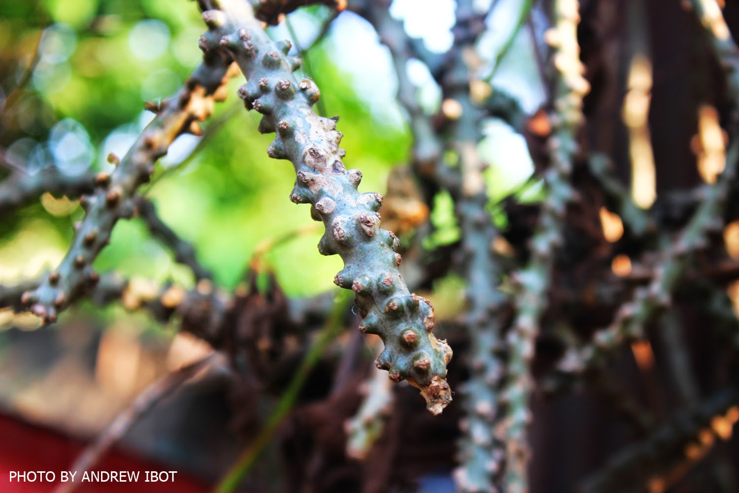 Ako si ANDREW IBOT!: Makabuhay (Tinospora rumphii Boerl)