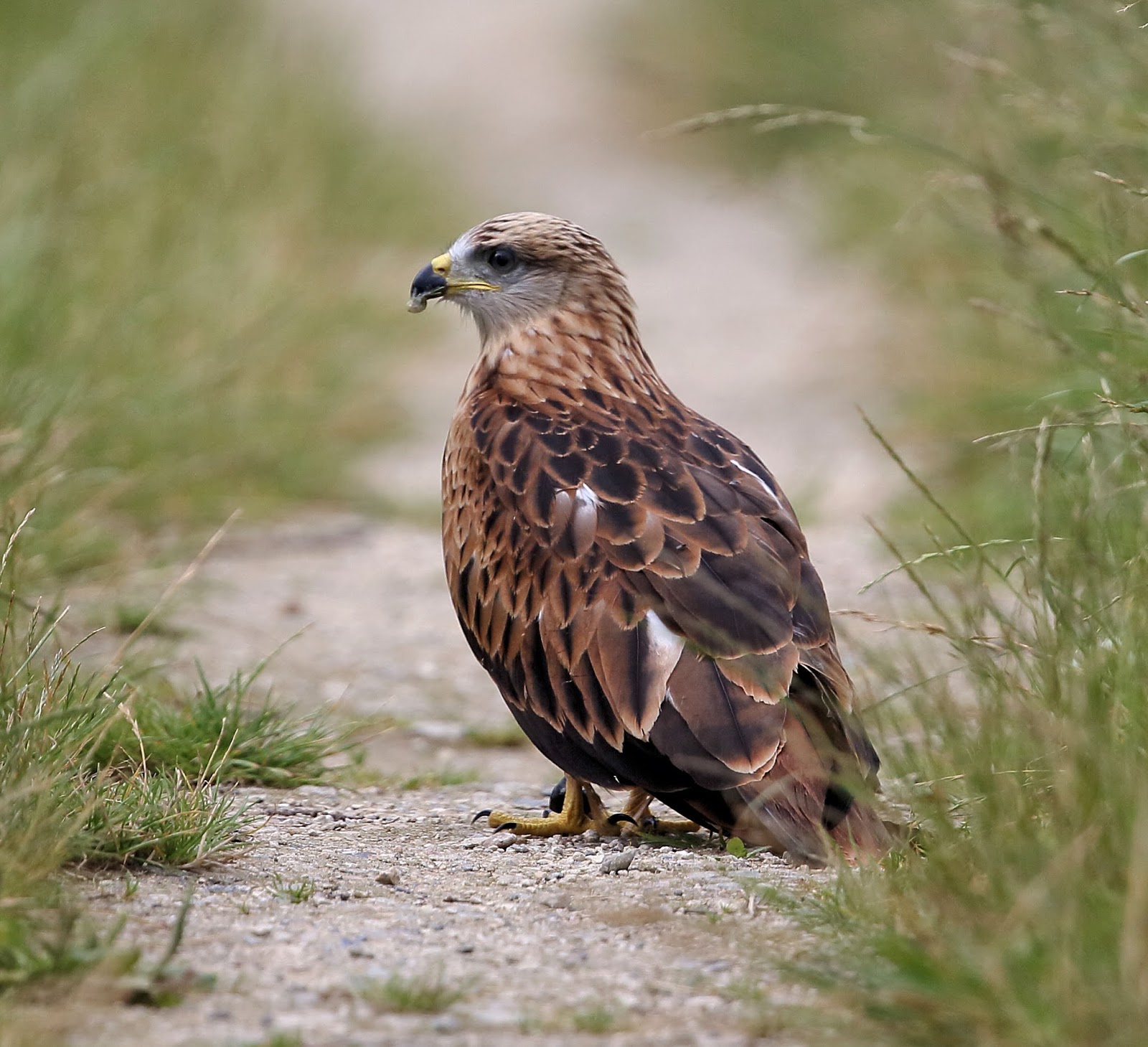 Oxon Birding Blog