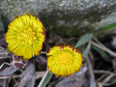 Plants and Stones: Delights Of Early Spring
