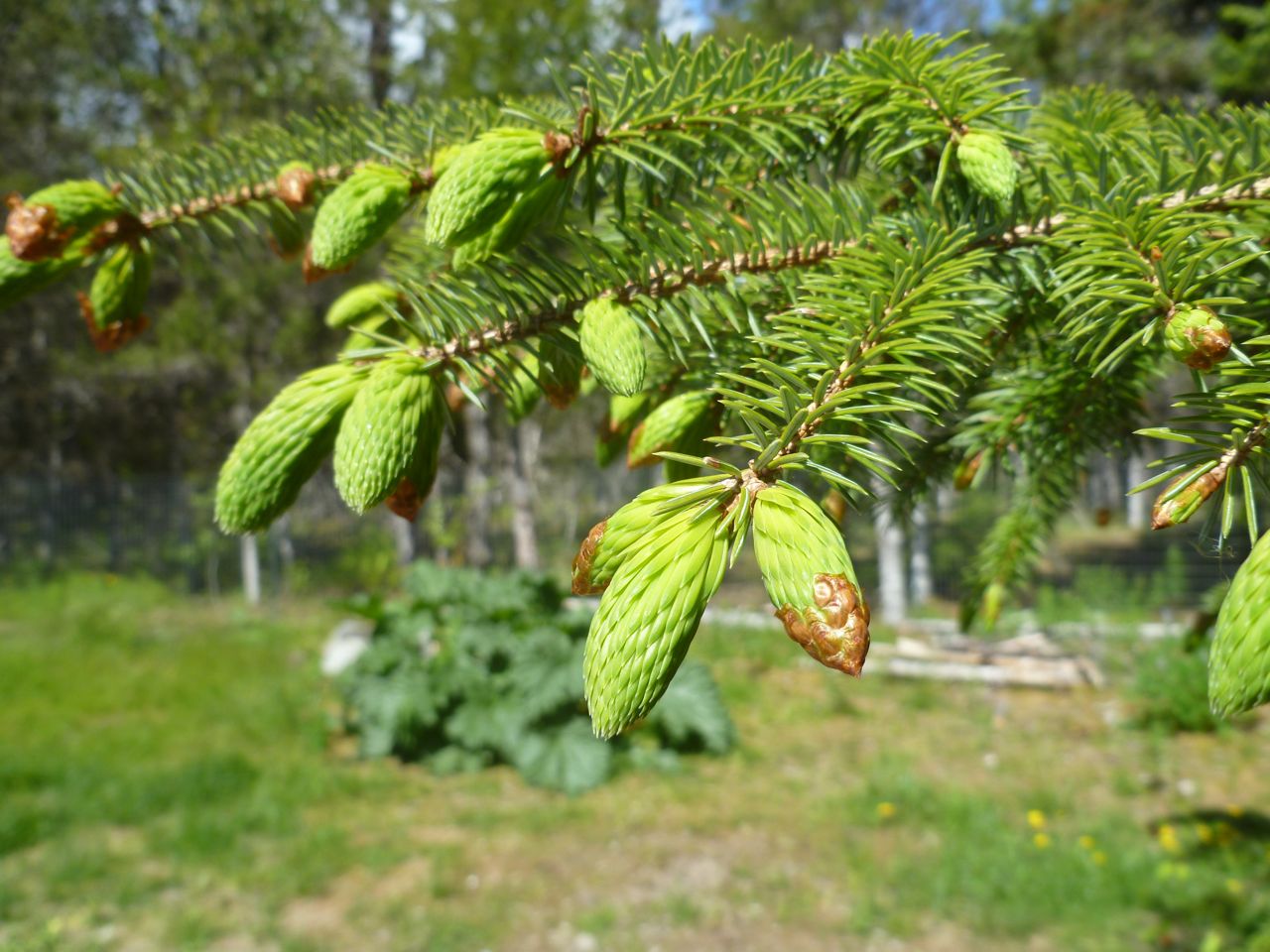 Run Hard Eat Clean: DIY Mondays~ Spruce Tip Tea