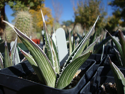 danger garden: Plants of the Southwest, a nursery visit