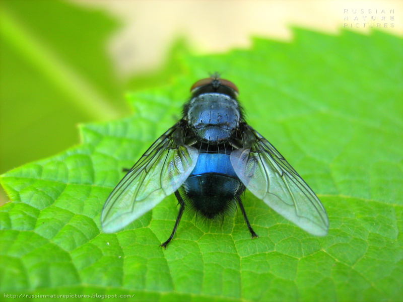 Fauna: Flies — Part 01 ~ Russian Nature Pictures