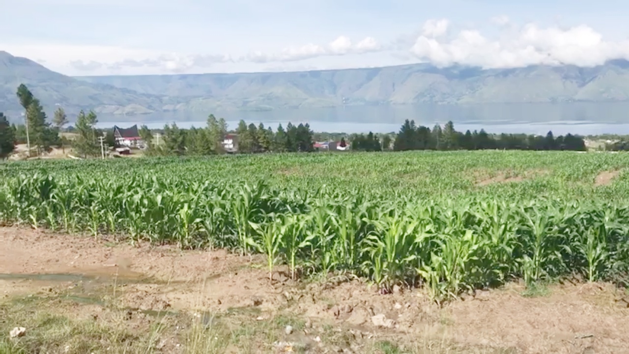 Lahan Tidur di Samosir Ditanam Jagung Dengan Teknologi Pertanian