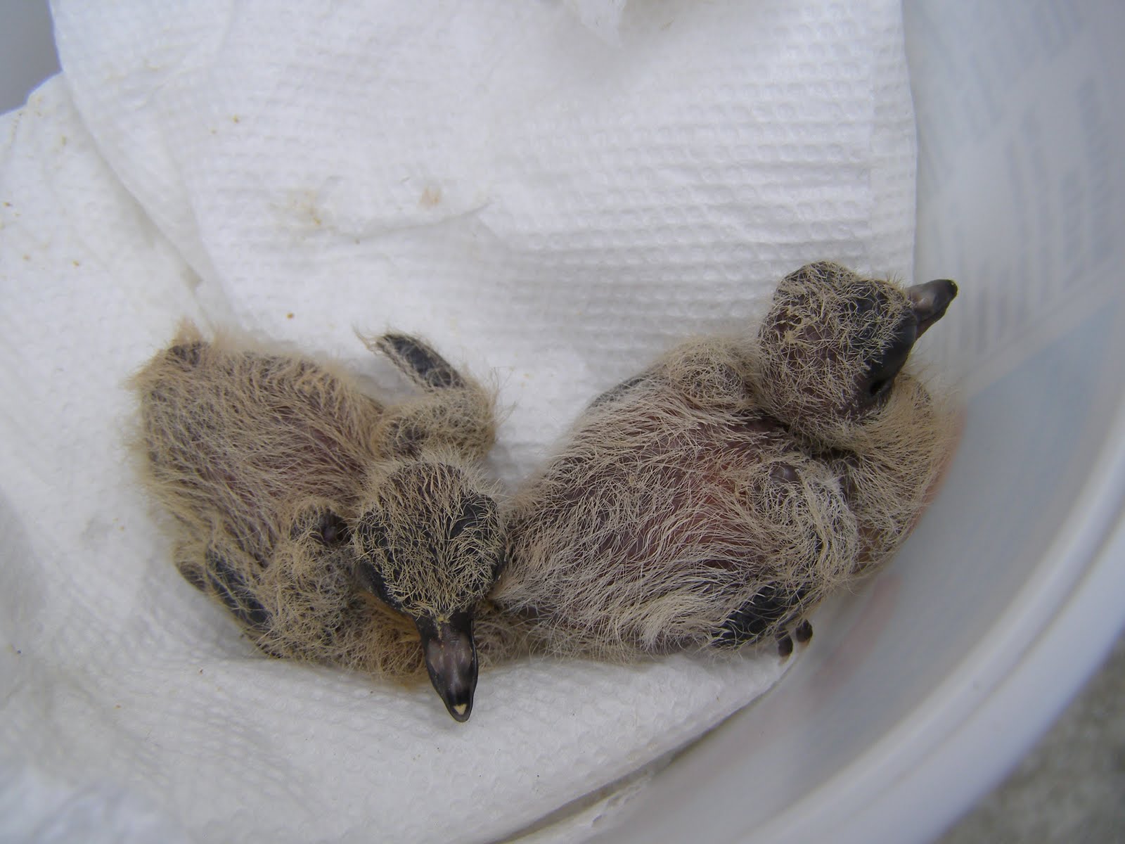 Evelyn's Wildlife Refuge: Baby Mourning Doves
