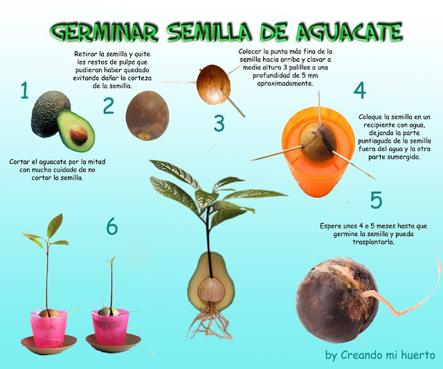 Creando Mi Huerto: Germinar Semilla de Aguacate