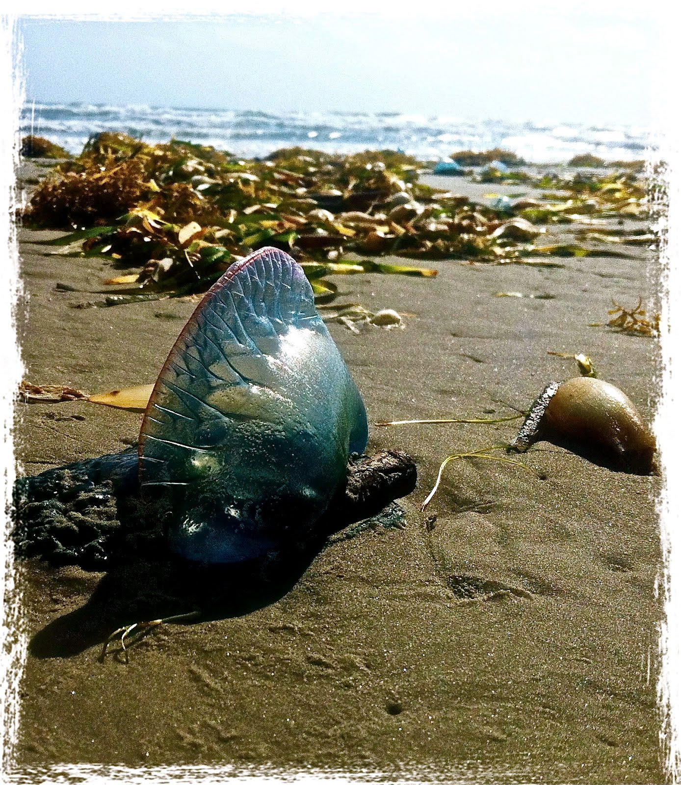 The Journey is the Reward.: Falling in love with the Gulf of Mexico.