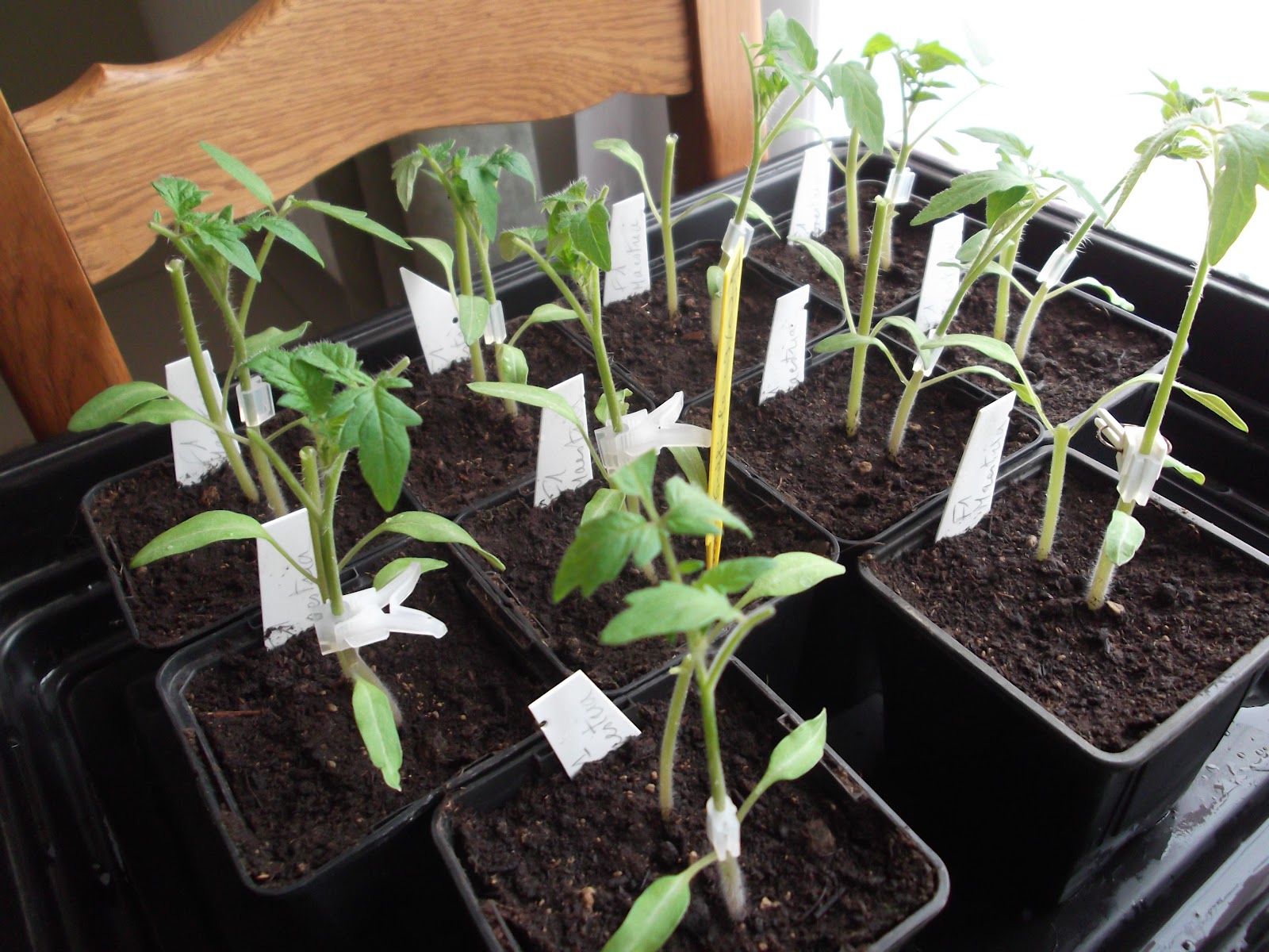 PASSION TOMATES: Entre deux, j'essaie de greffer quelques tomates en ...