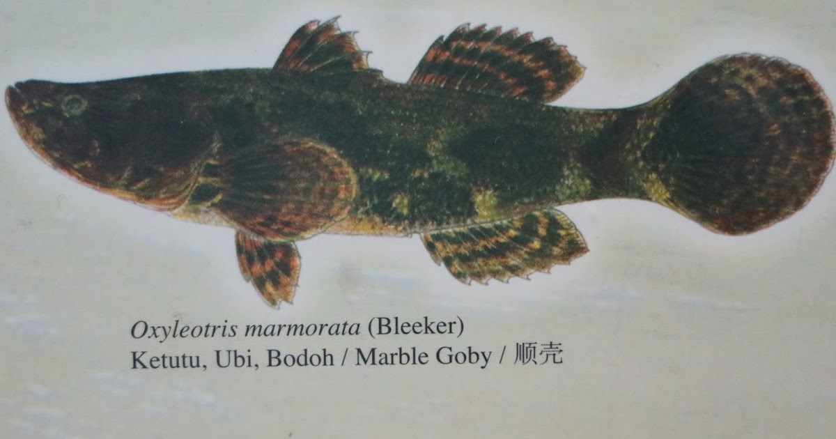 antara sejarah dan nostalgia: Ikan Ketutu