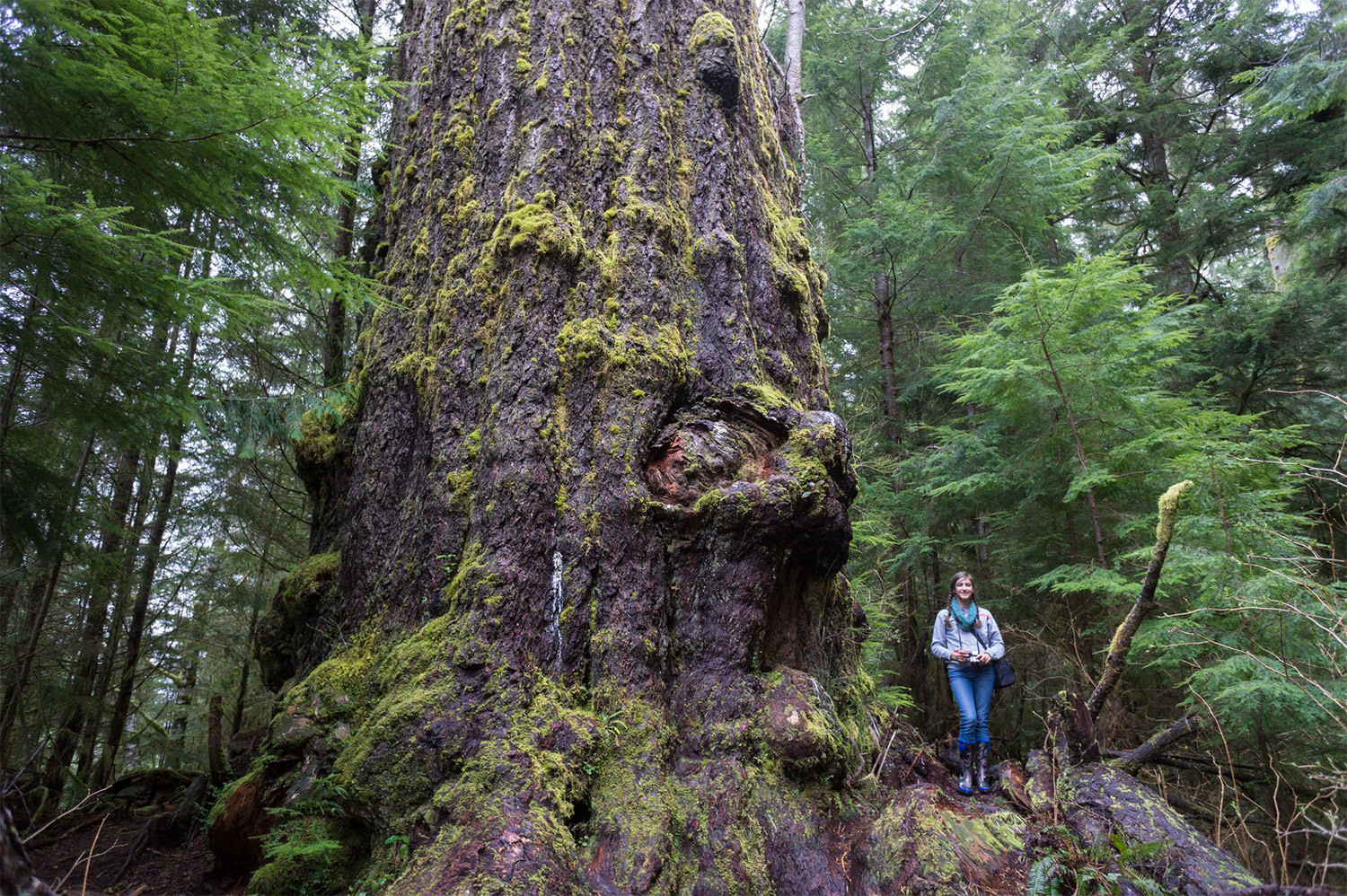 Top rank world: Top 10 largest trees in the world
