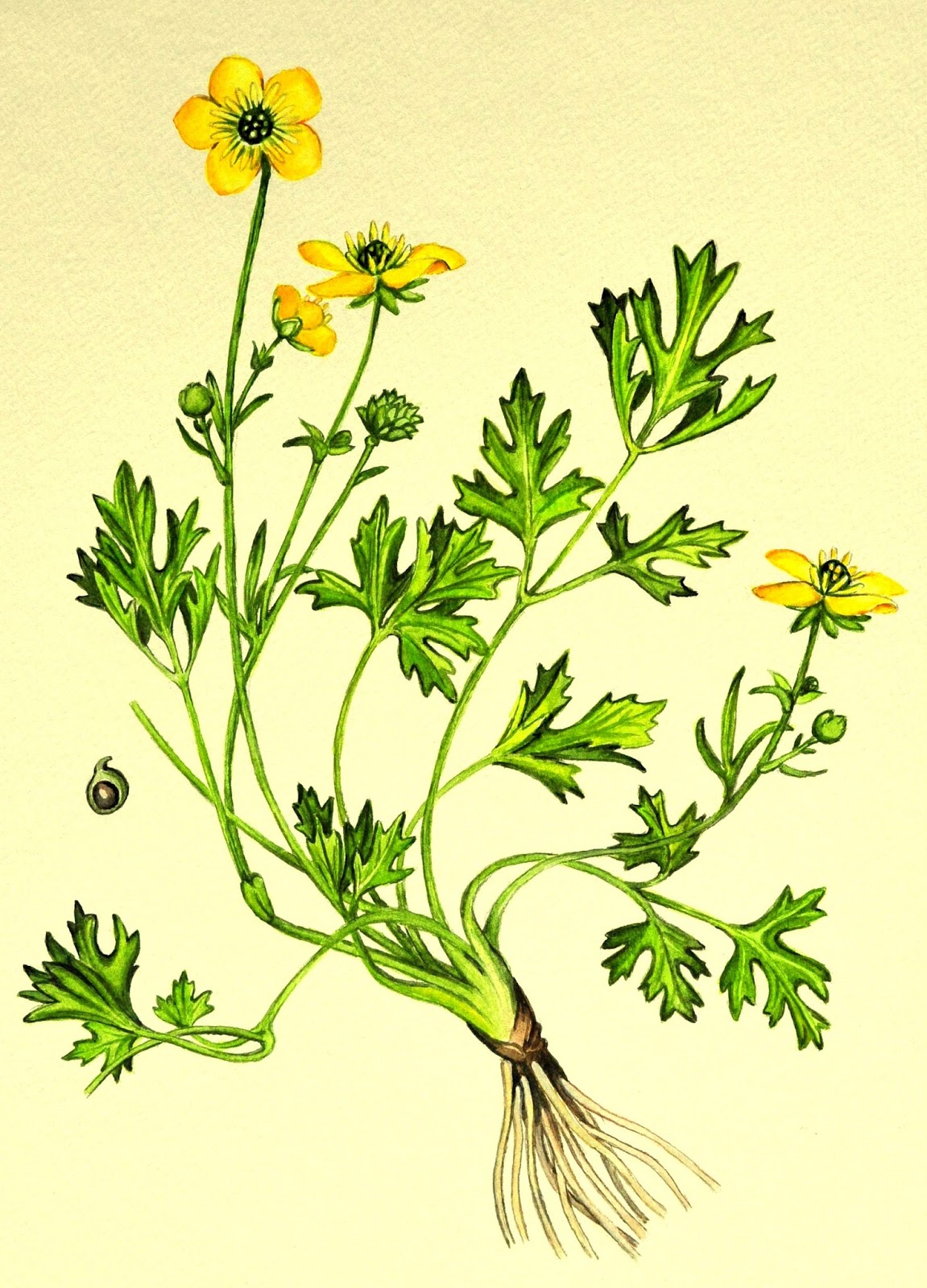 zielnik hani: jaskier polny, złote oczko w trawie