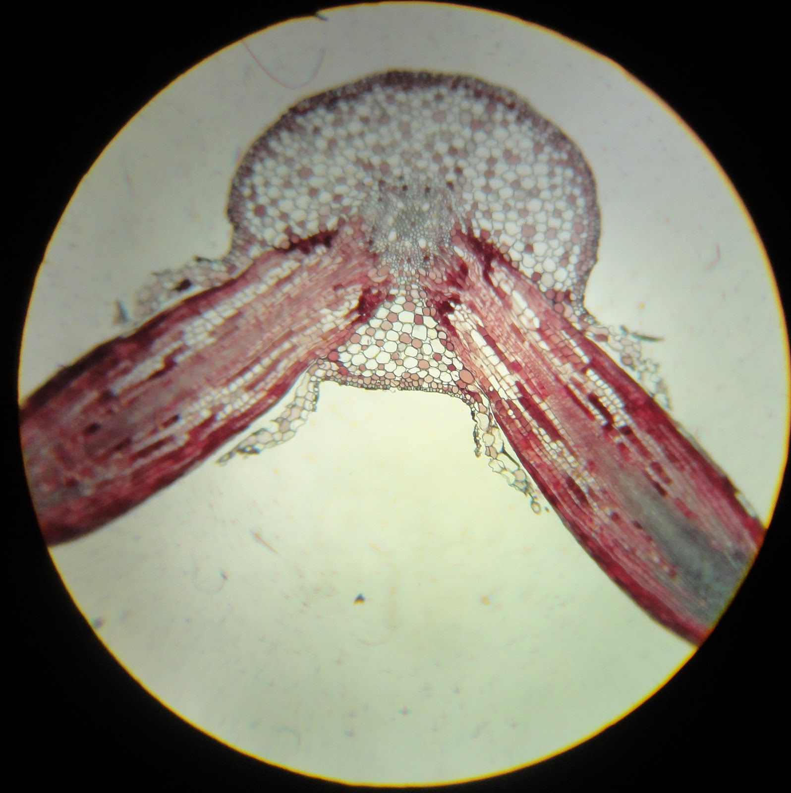 UBC Biology 210 Blog: Lab 3 - Roots and Root Modifications
