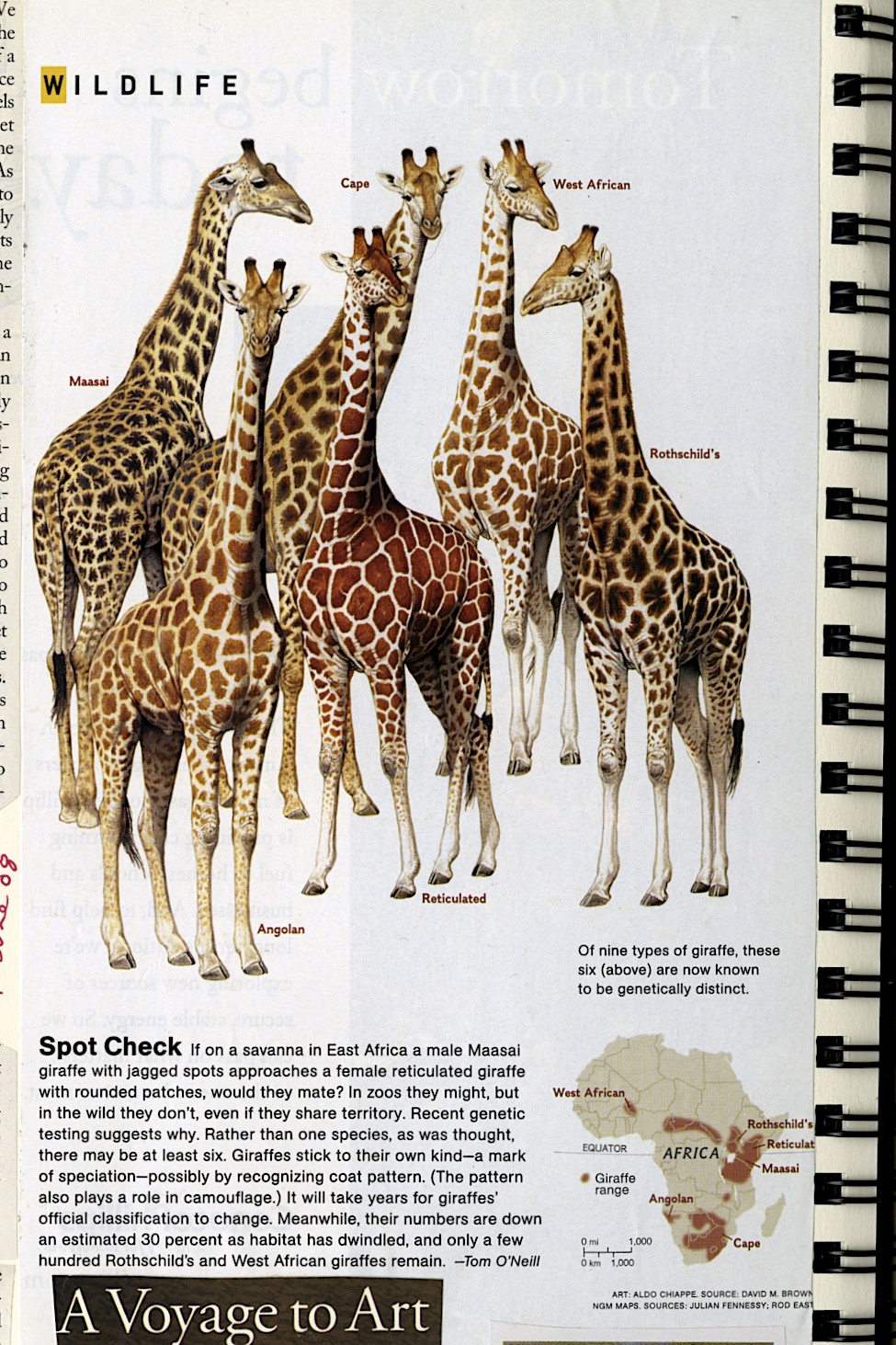 Giraffe Subspecies I | Safari animals, Giraffe, Animals