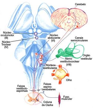 SISTEMA VESTIBUAR CENTRAL: VÍA VESTIBULAR