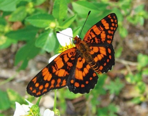 Puerto Rico, Isla Bella !!!: Mariposa Arlequín