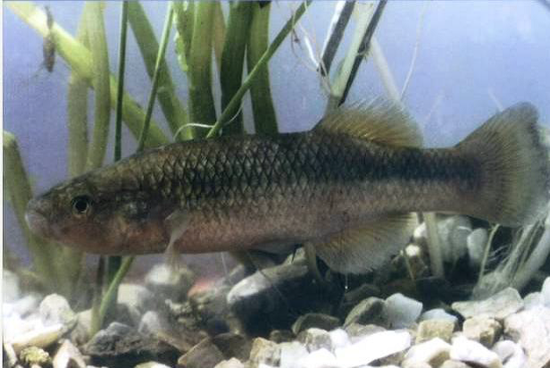 Popoyote - Alchetron, The Free Social Encyclopedia