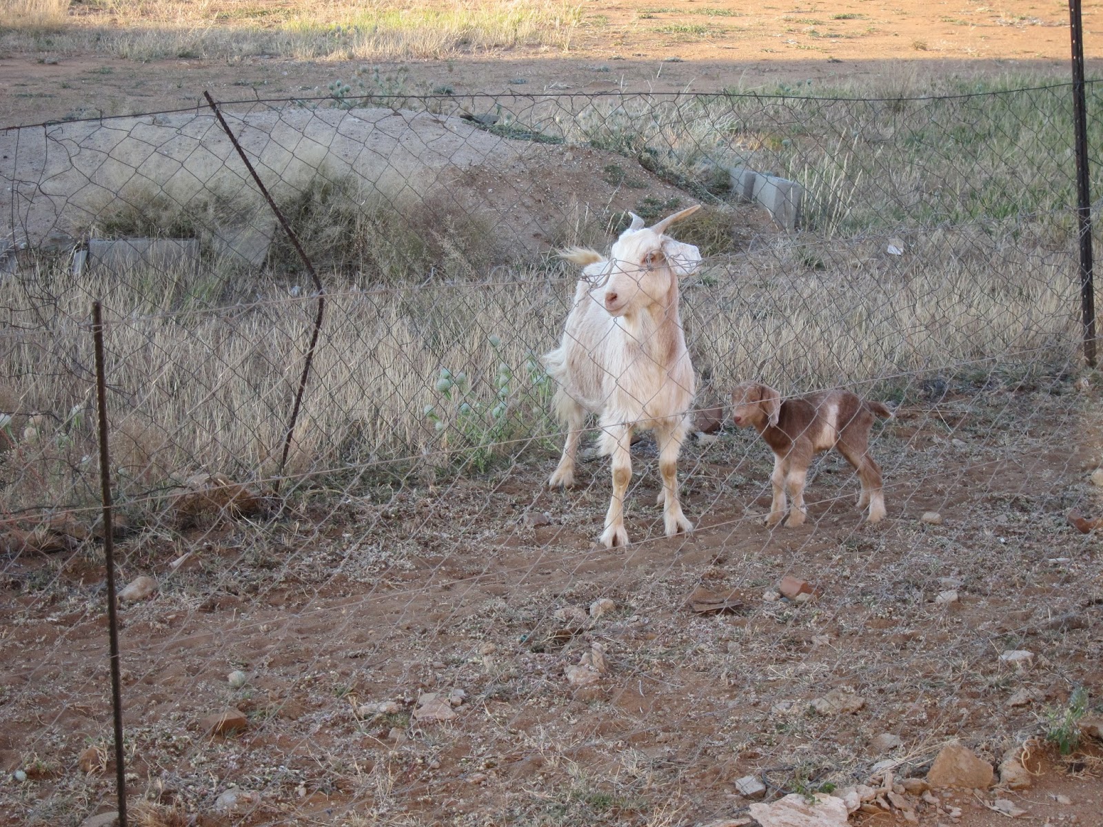 Manch-Tswana: October 2013