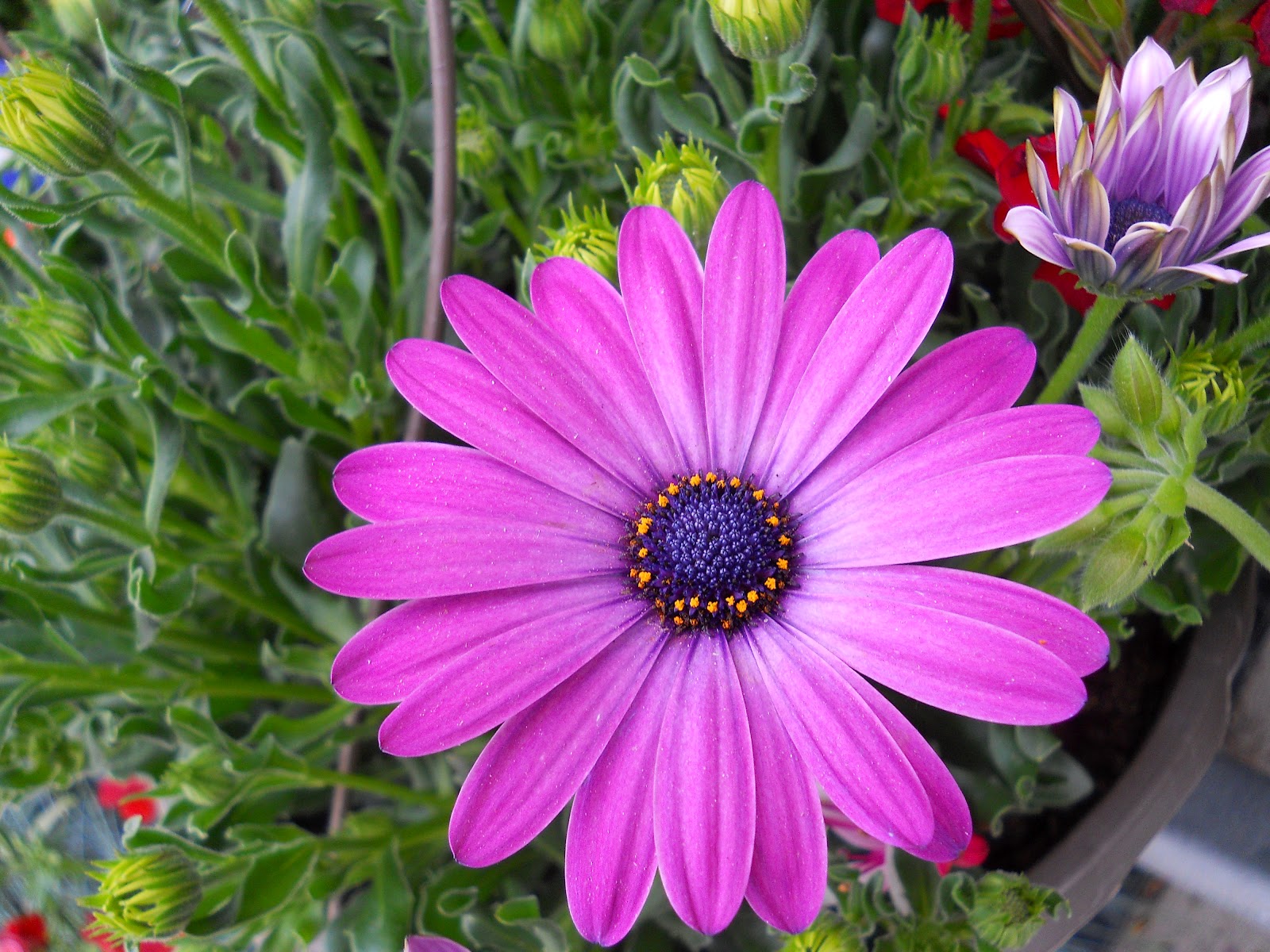 Amanda's Photo Project: Beauty