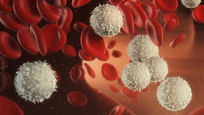 Penyakit Kekurangan Sel Darah Putih - Perumperindo.co.id