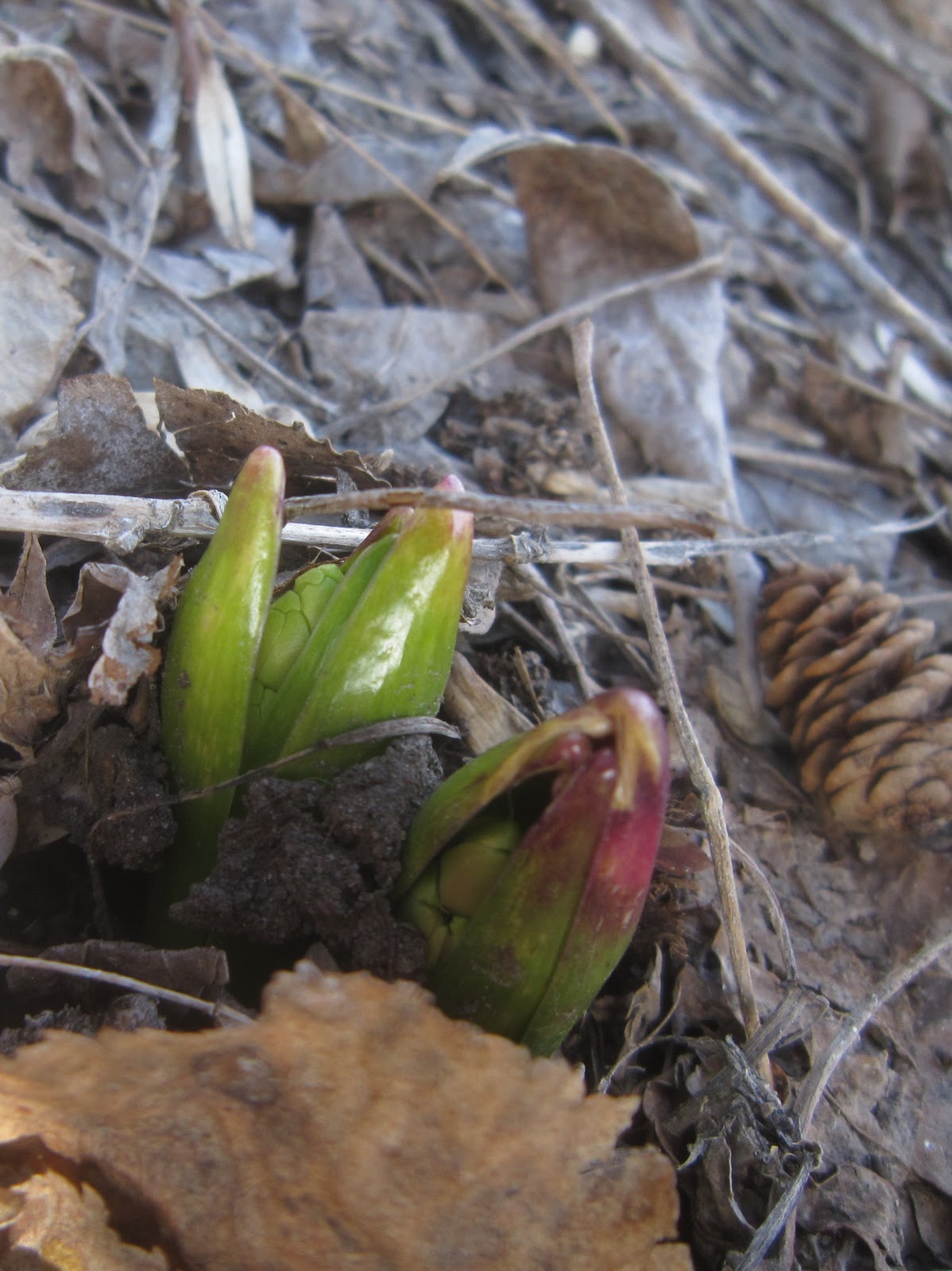 Chuck Does Art: Identifying bulbs growing in early spring by shoots