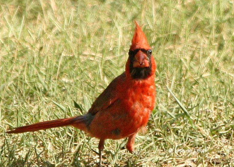 Juvenile Cardinal Beak Color