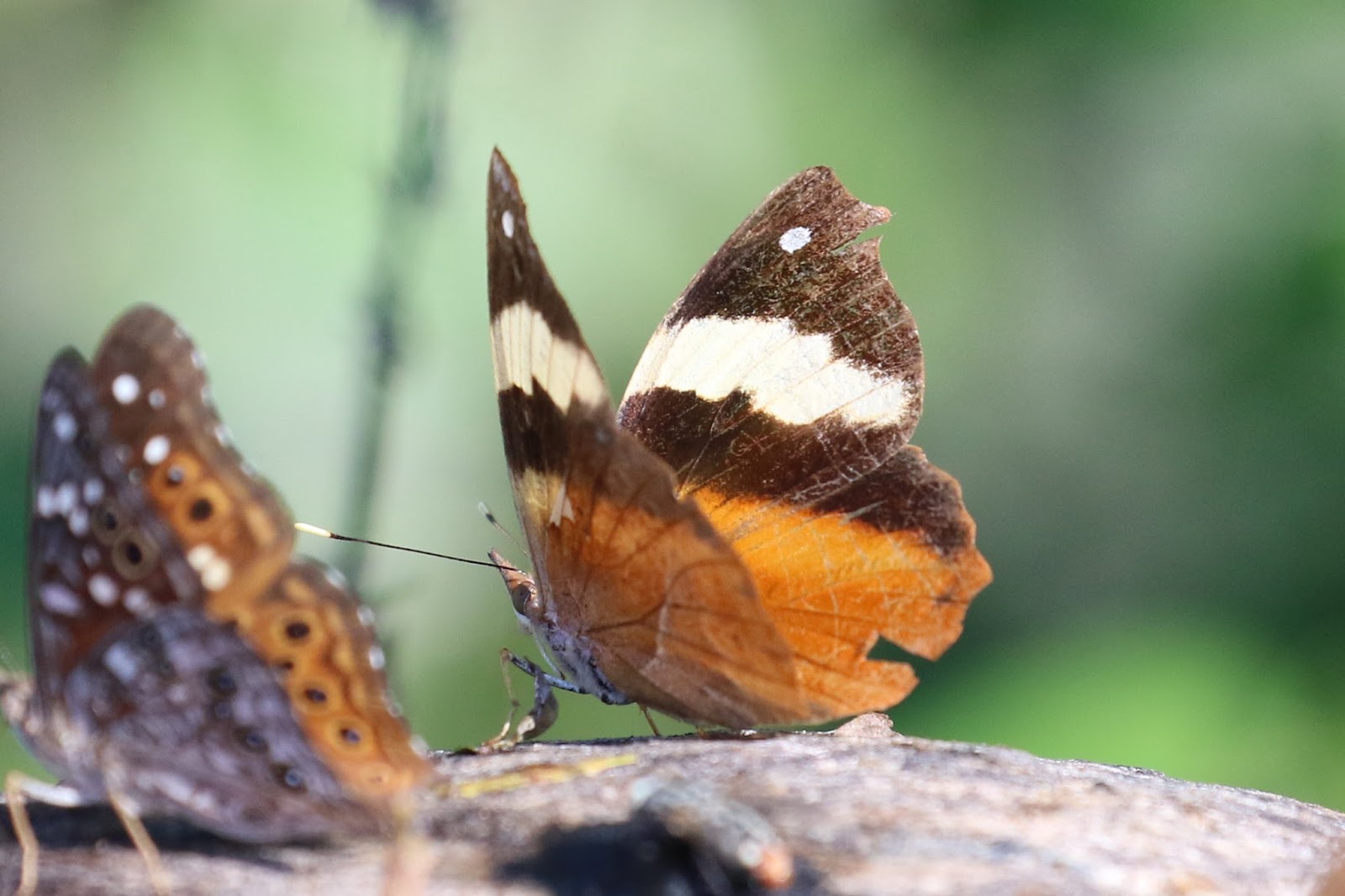 Rio Grande Valley Butterflies: Common Banner at National Butterfly ...