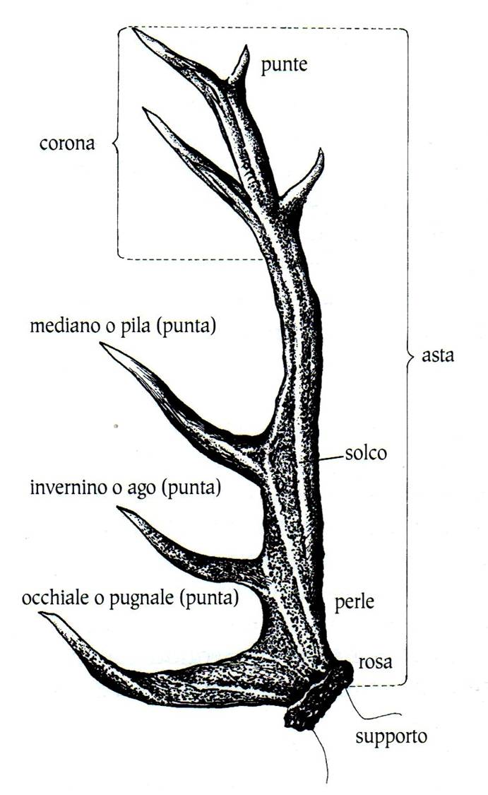 Cervo pomellato: Altre annotazioni