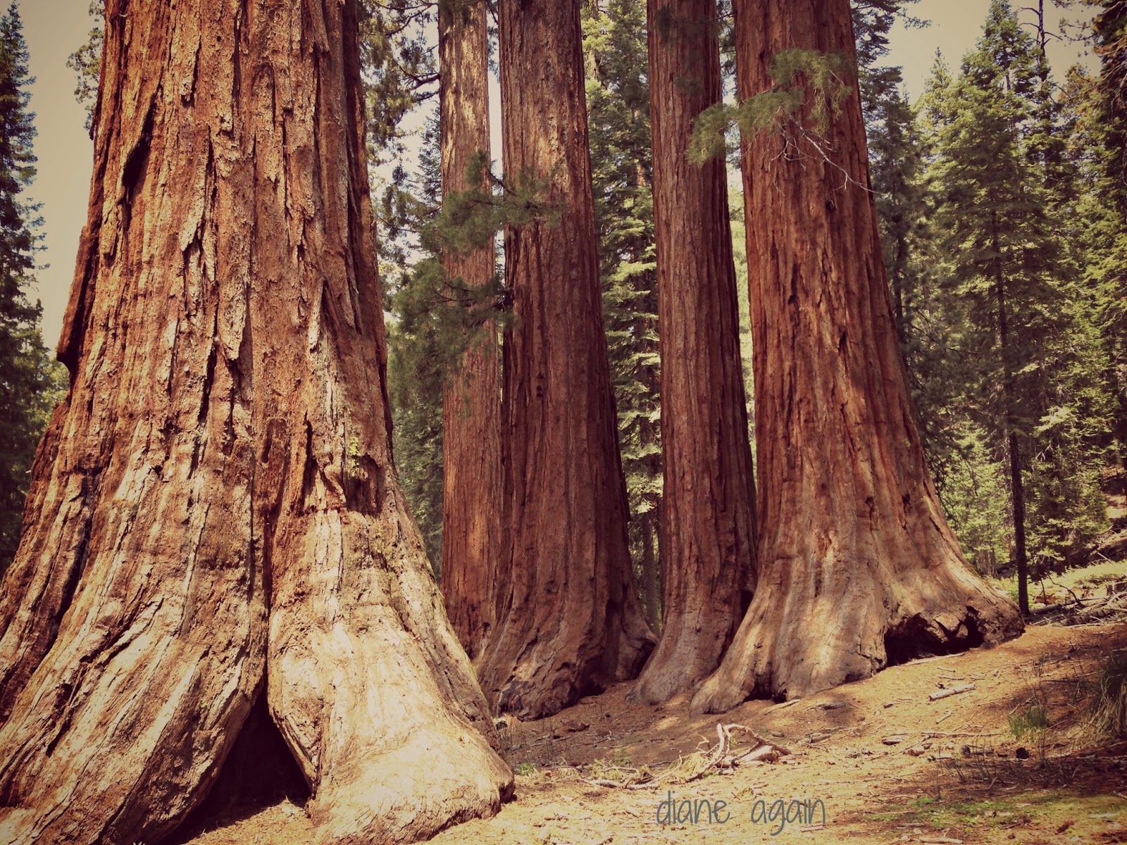 Diane Again: Wilderness Adventure: Part 1