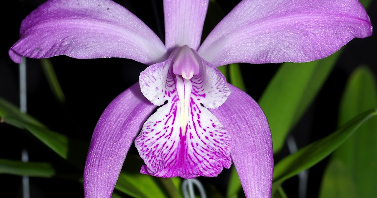 Orquídeas soltas: Laelia speciosa