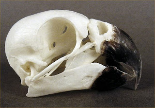 Kiwi's Angels: Parrot Skulls