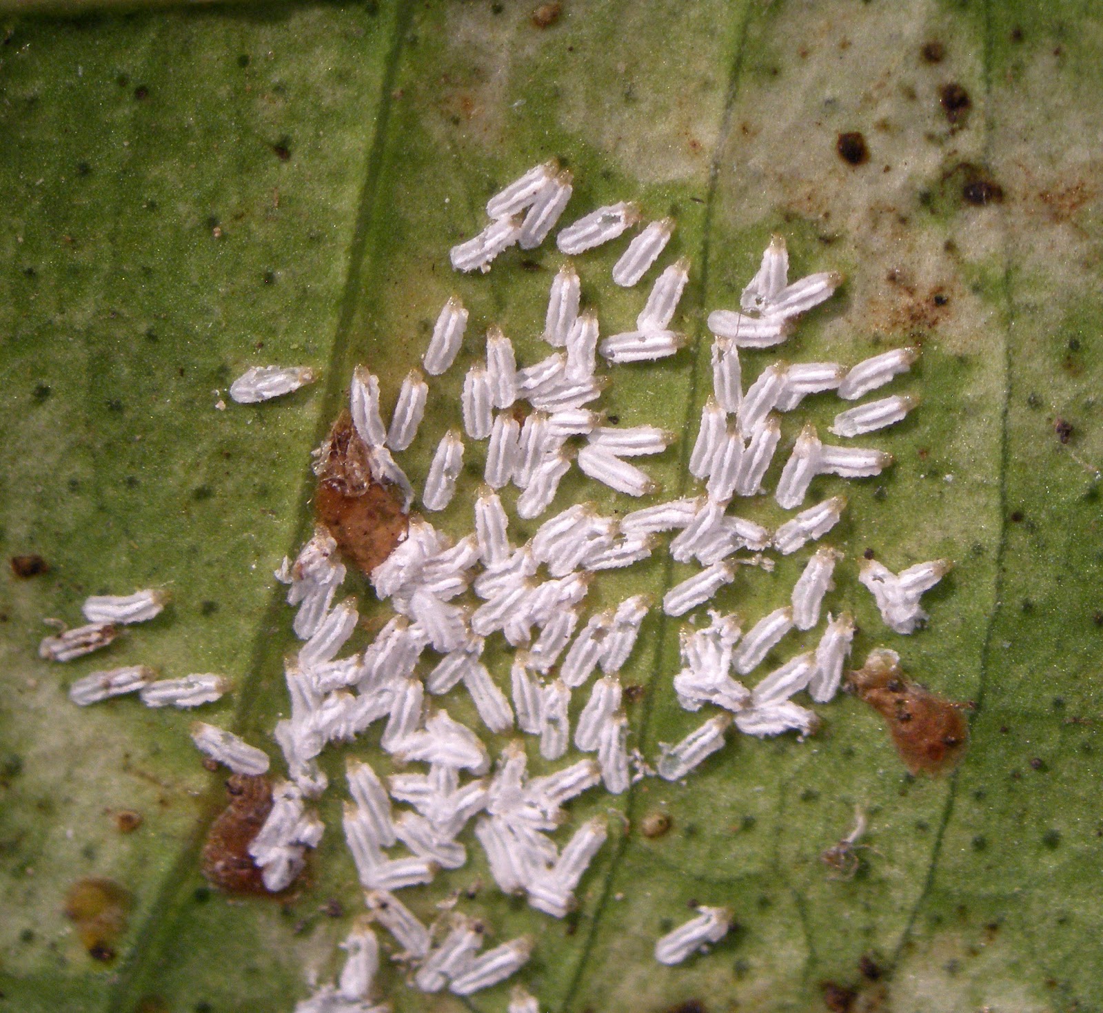 Entopcastillo: Pinnaspis aspidistrae (Signoret,1869 )