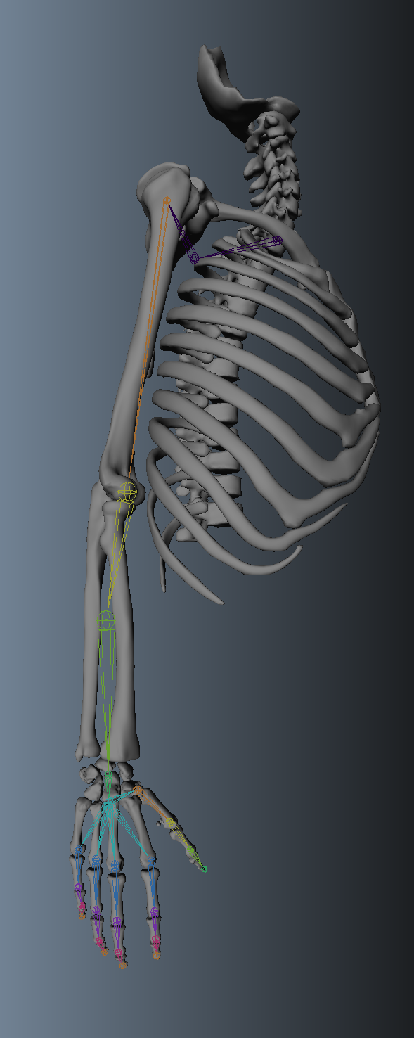 Anatamation: where Anatomy meets Animation: Types of Hand Rigs
