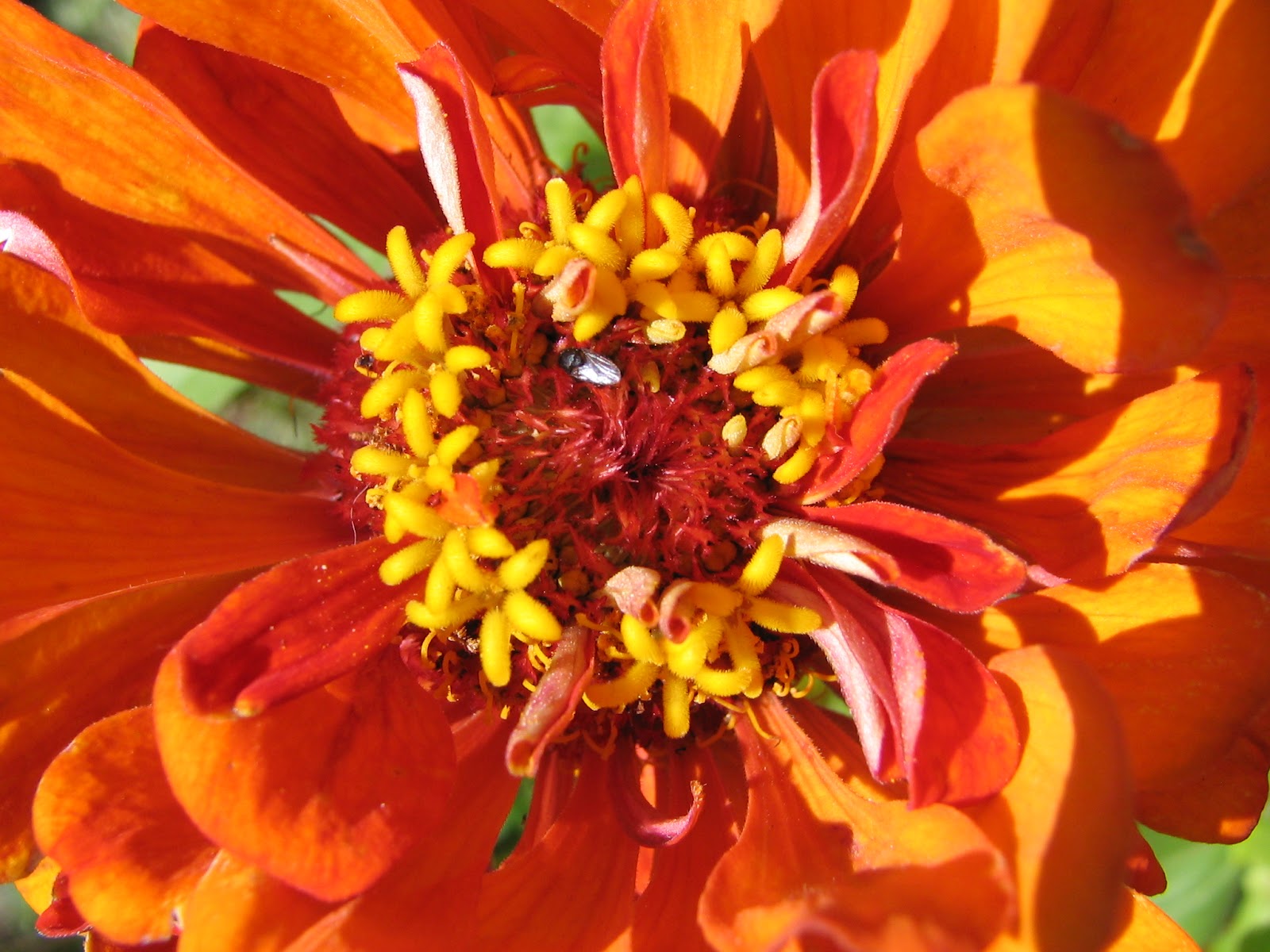 LA MULTI ANI, ROMANIA!: Flori portocalii