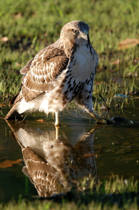 Hawkwatch at the Franklin Institute: Hawks, storms, rain and water