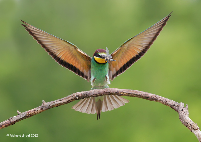 Wildlife Photographic Journals