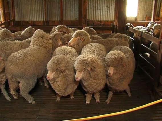 Jenis-Jenis Ternak Domba Unggul Untuk Pedaging ~ Gantangan News