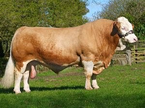 Perbedaan Utama Sapi Simmental dan Limousin, Ciri Fisik dan Warna Bulunya